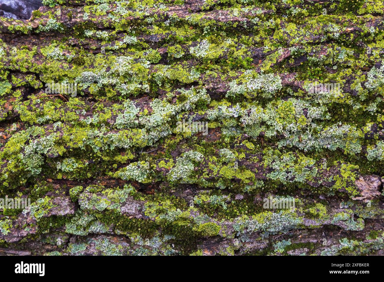 Deciduous tree bark covered with Bryophyta, Green Moss and Lichen ...