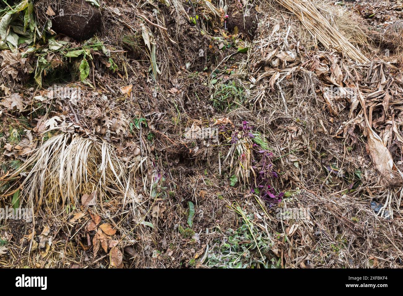 Plants, straw and deciduous leaves in pile of compost in spring, Quebec ...