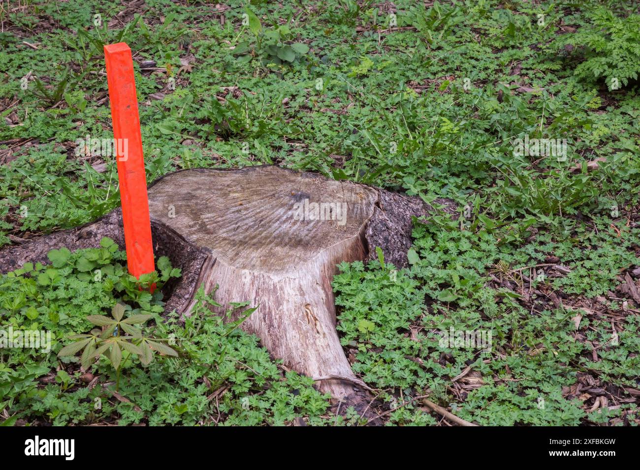 Cut deciduous tree trunk and orange painted wooden stake in spring ...
