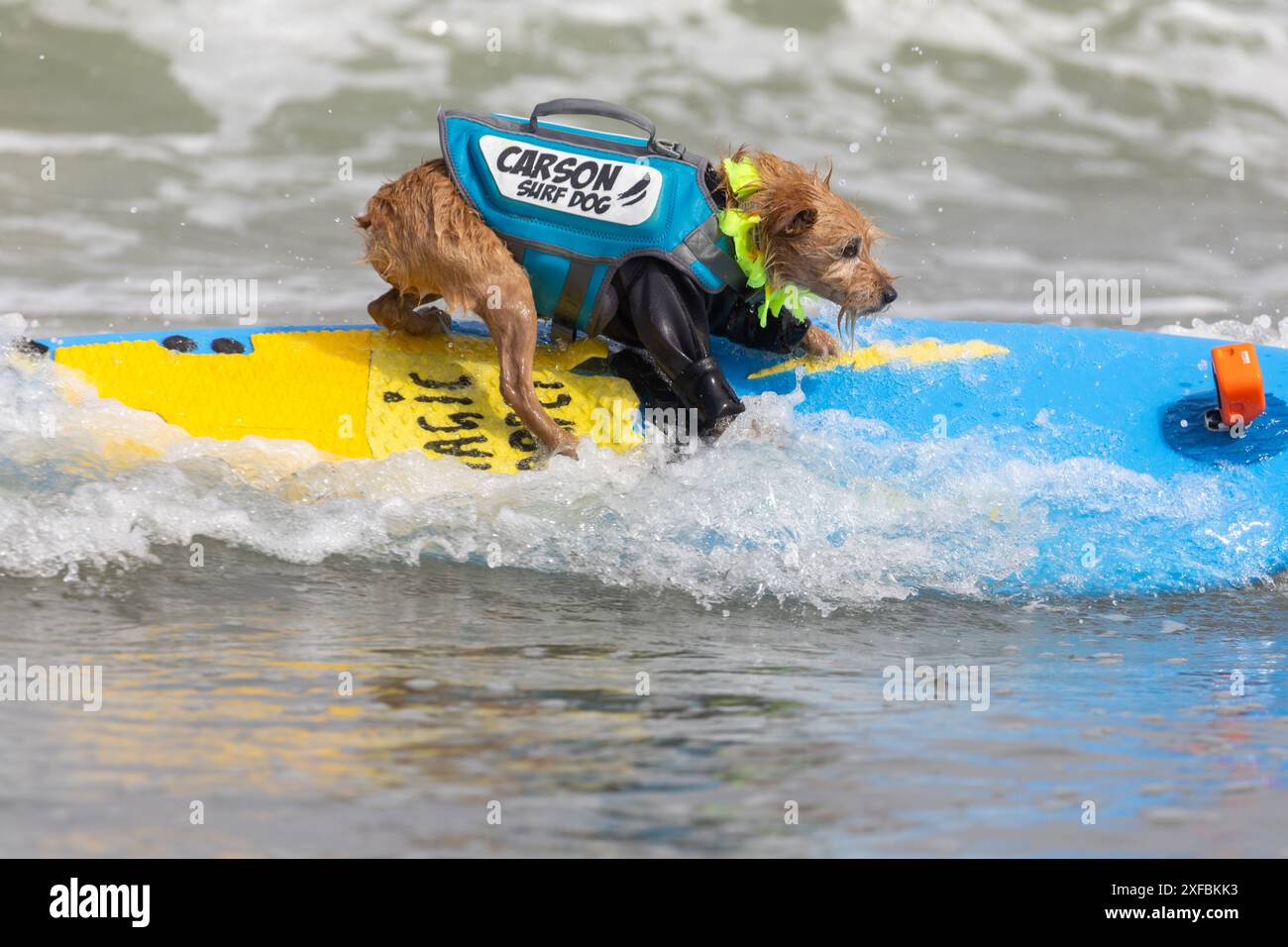 Pacifica, California, USA. 5th August, 2023. Catching waves and wagging ...