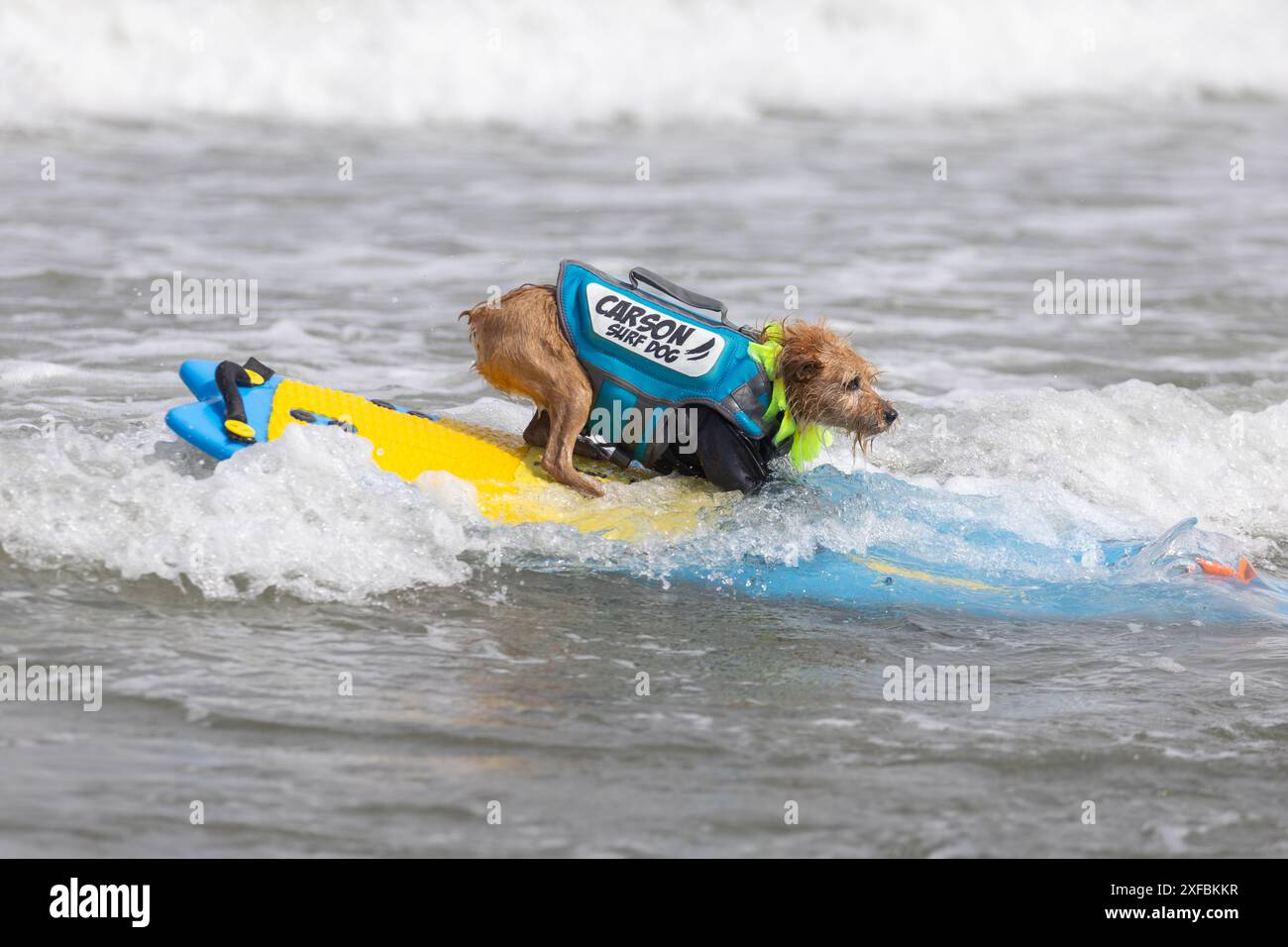 Pacifica, California, USA. 5th August, 2023. Catching waves and wagging tails at the 2023 World ...