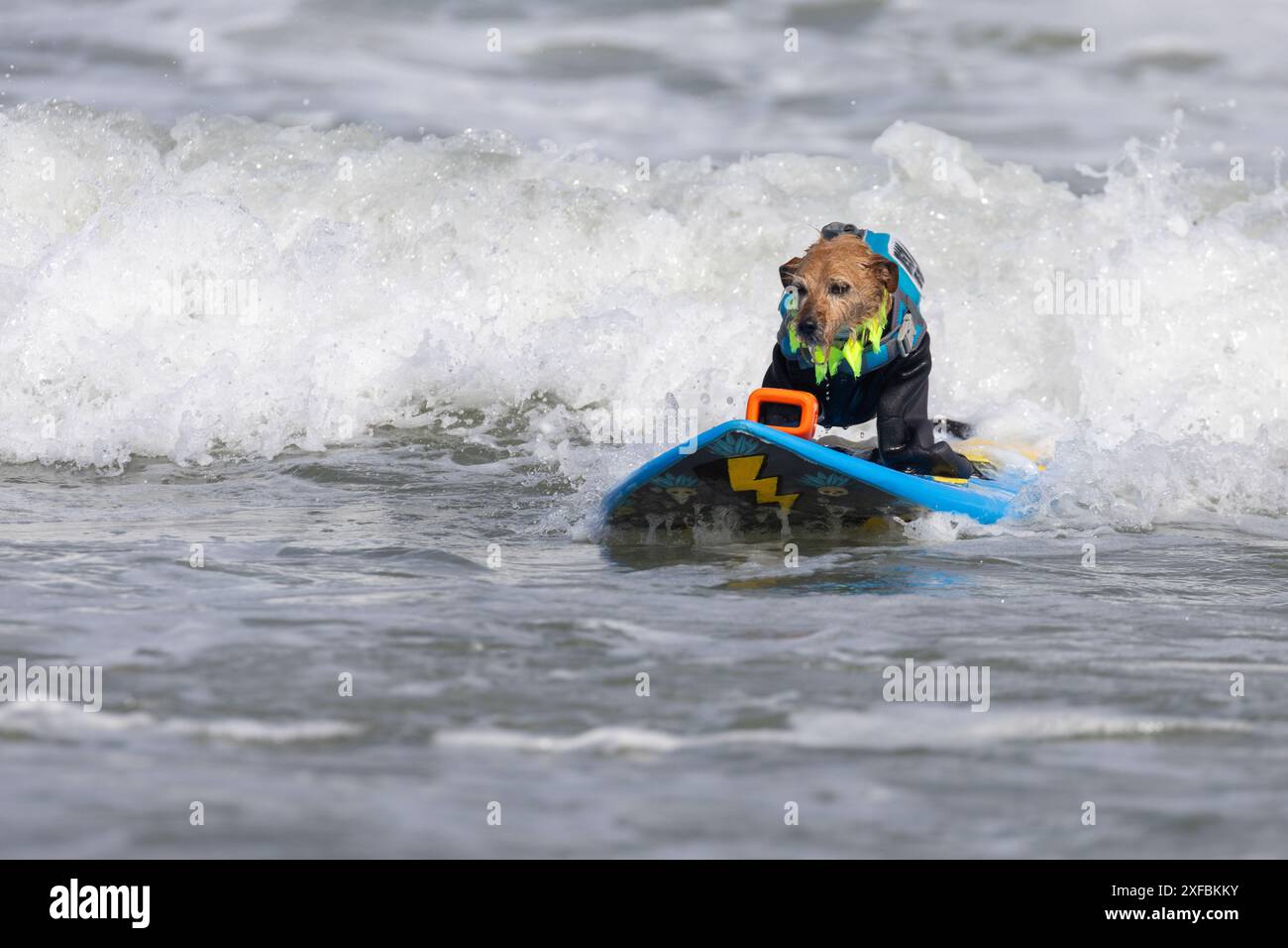 Pacifica, California, USA. 5th August, 2023. Catching waves and wagging ...