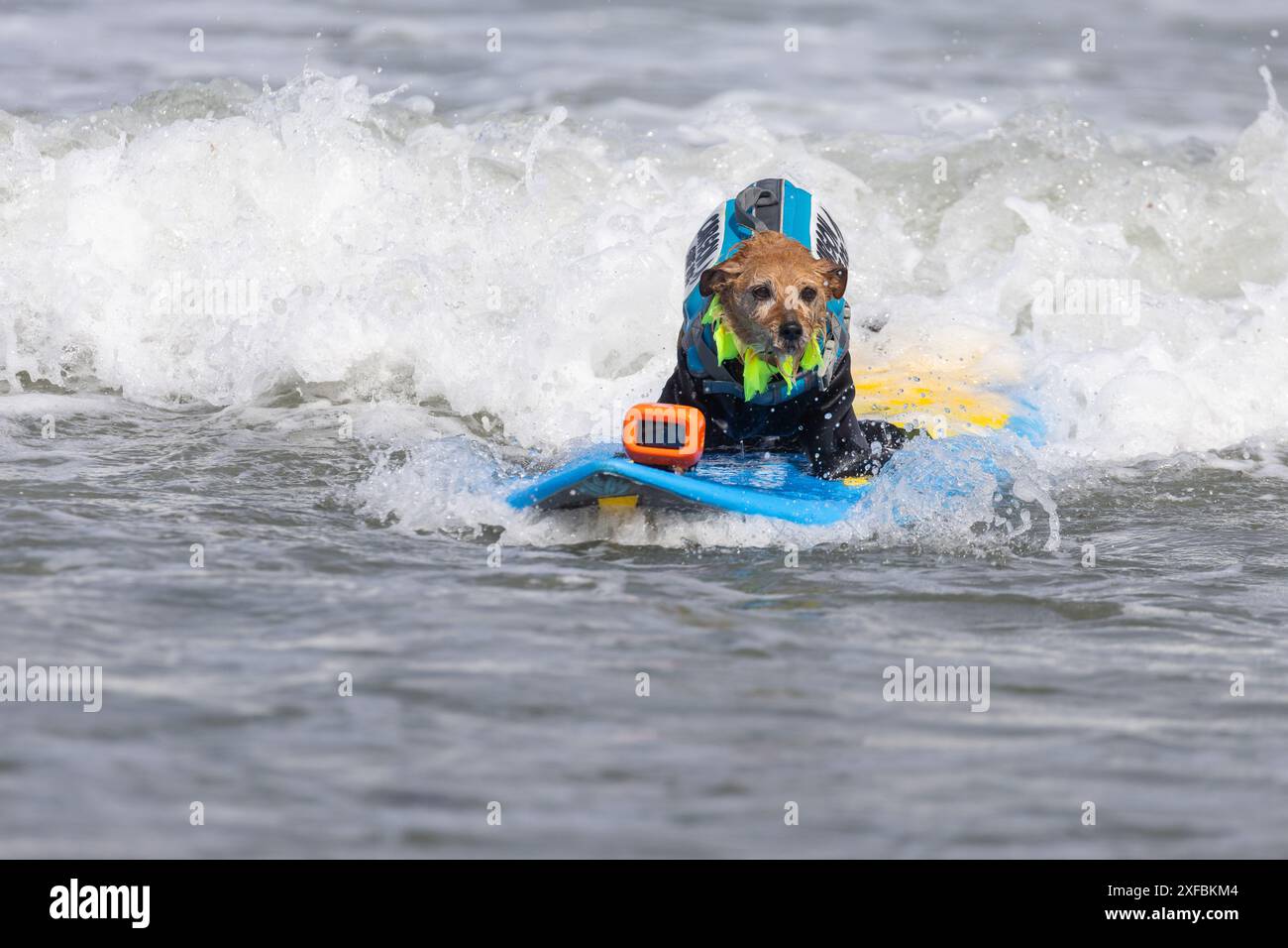 Pacifica, California, USA. 5th August, 2023. Catching waves and wagging ...