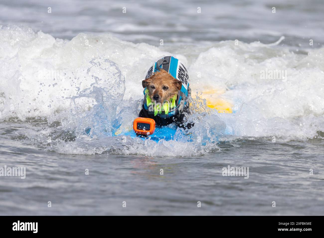 World dog surfing championship hi-res stock photography and images - Alamy