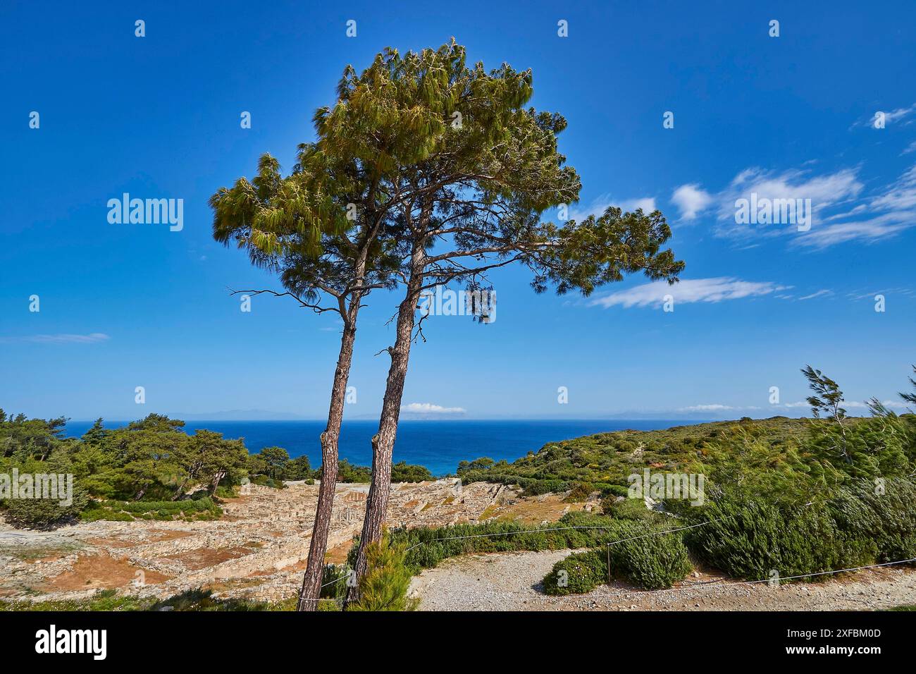 Two towering trees in front of an ancient ruins landscape under a blue ...