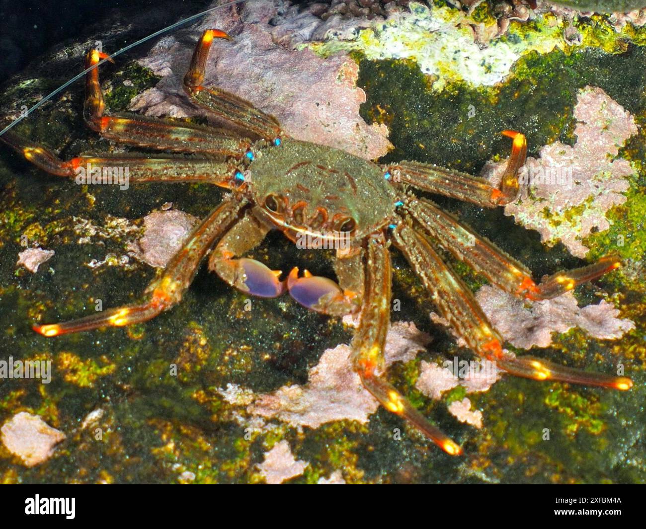 An nimble spray crab (Percnon gibbesi) with orange-red legs and brown ...