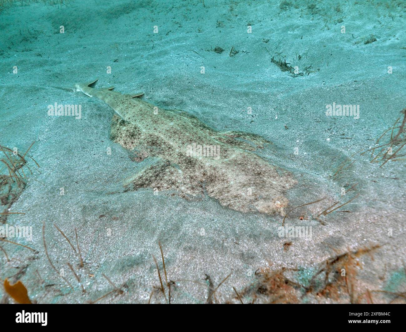 A well-camouflaged angel shark (Squatina squatina) lies on the sandy ...