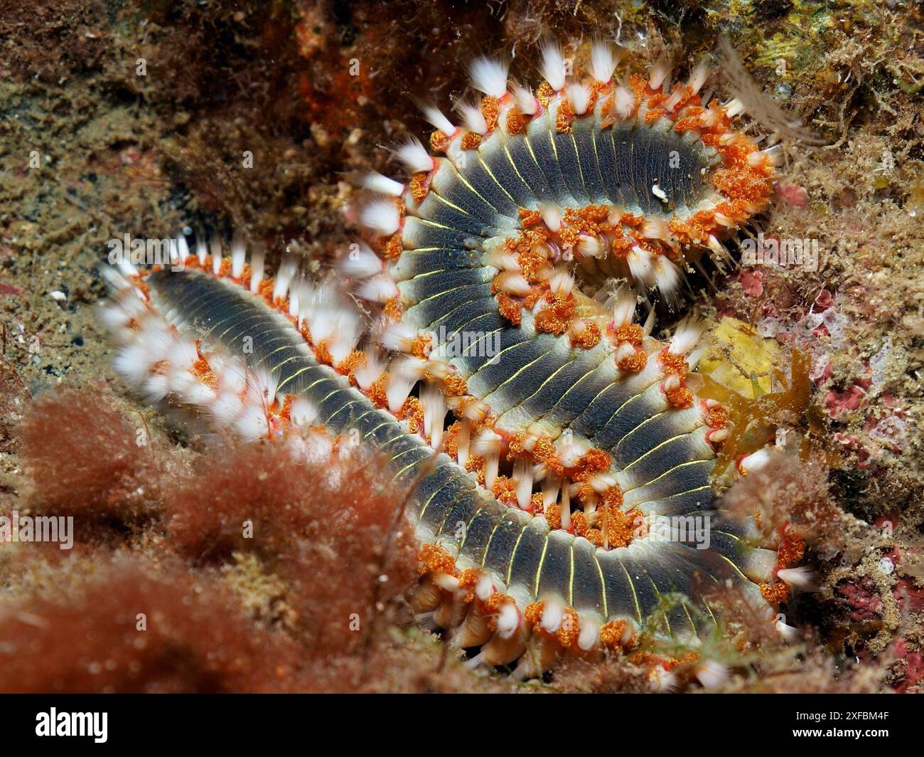 A fire bristle worm (Hermodice carunculata) in S-shape on the seabed ...