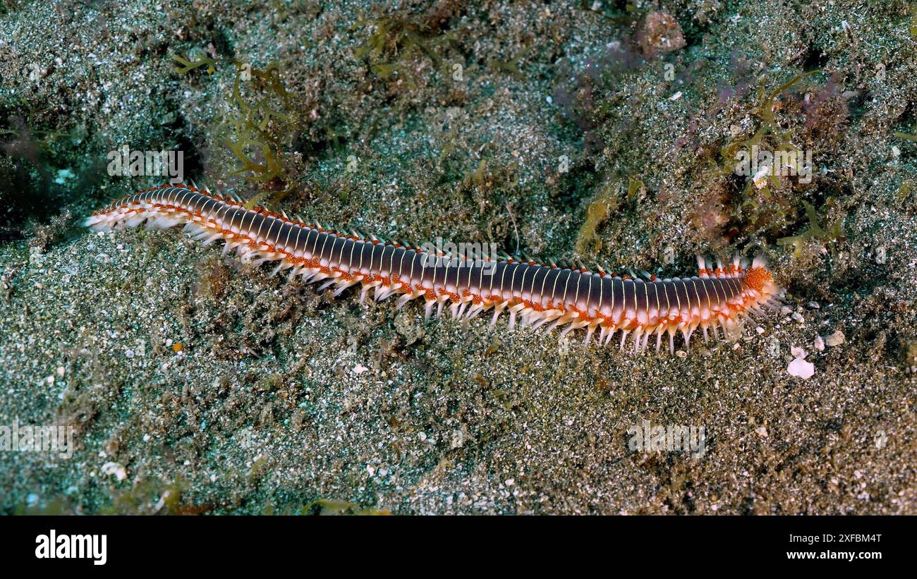 A long fireworm (Hermodice carunculata) on the seabed. The different ...