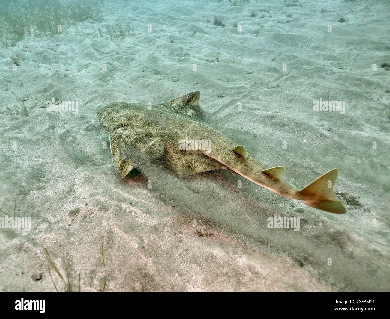 An angel shark (Squatina squatina) swims along the sandy seabed. Dive ...