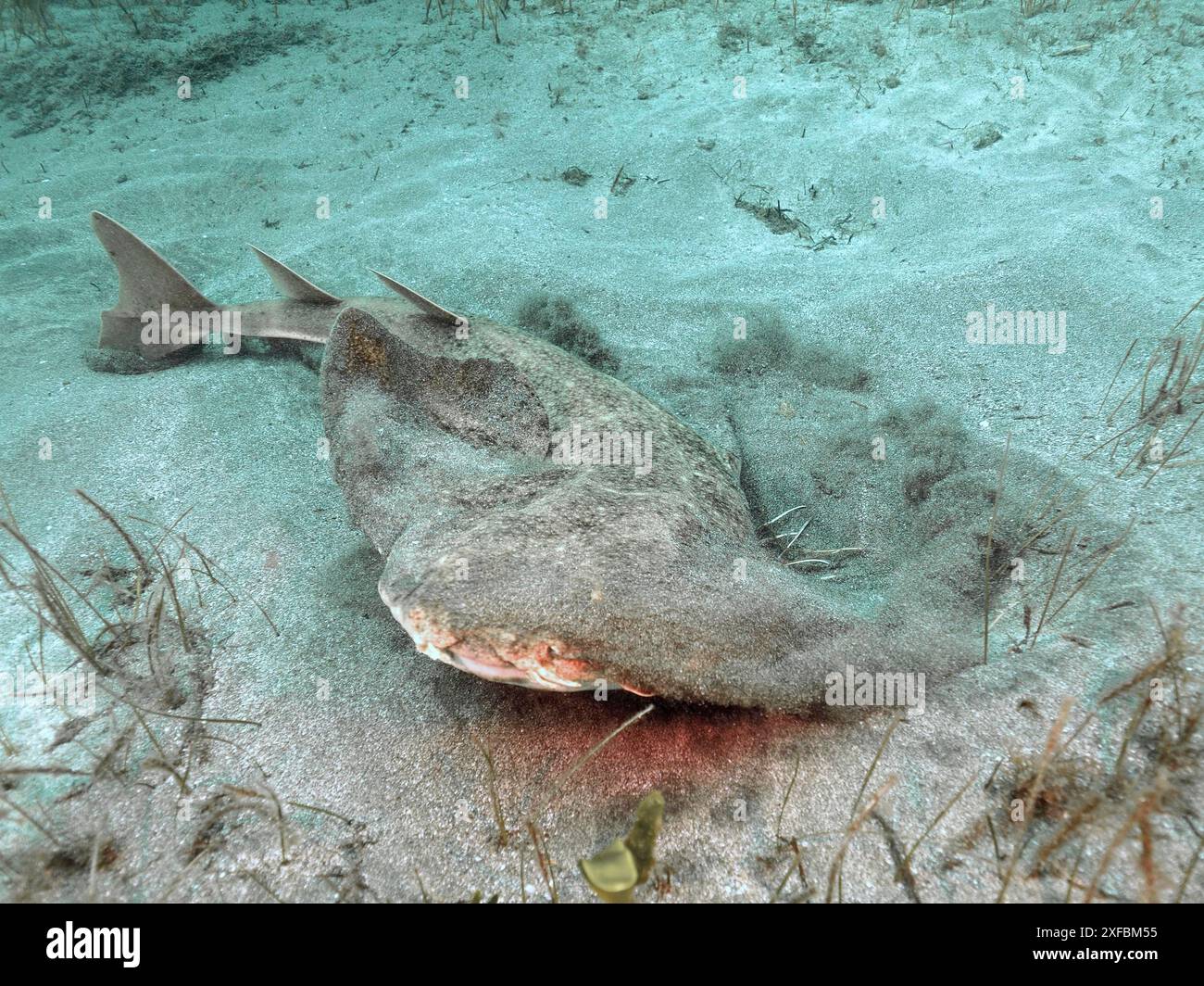 A large angel shark (Squatina squatina) shoots out of the sand of the ...
