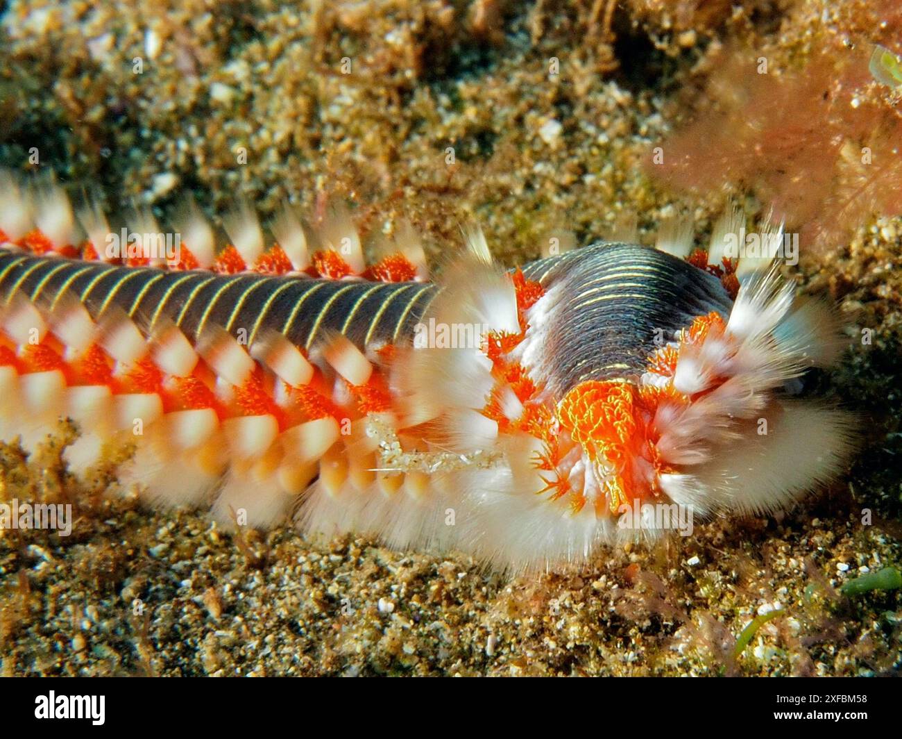 Close-up of a fire bristle worm (Hermodice carunculata) on the seabed ...