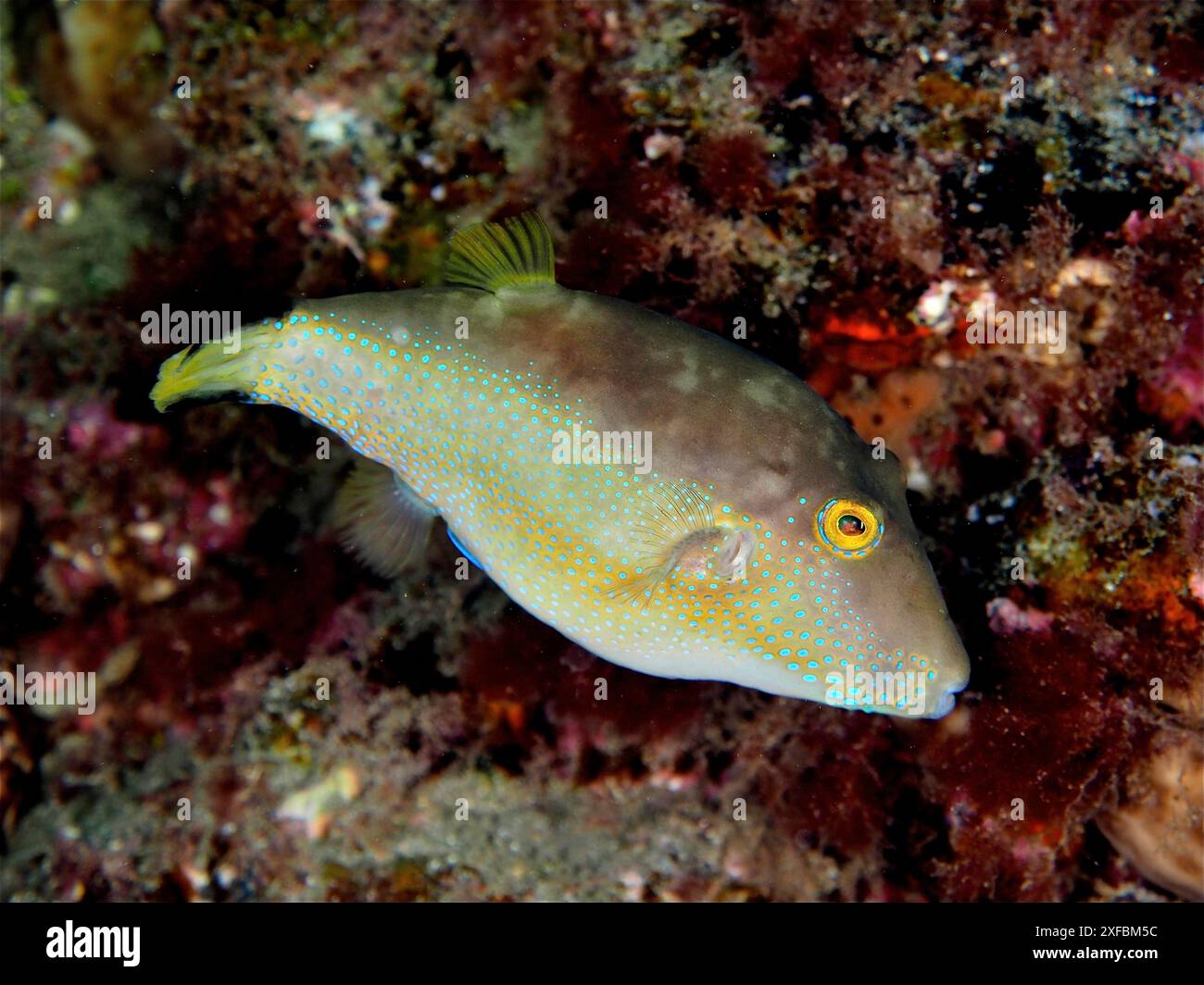A pointed pufferfish (Canthigaster rostrata) with yellow and white ...