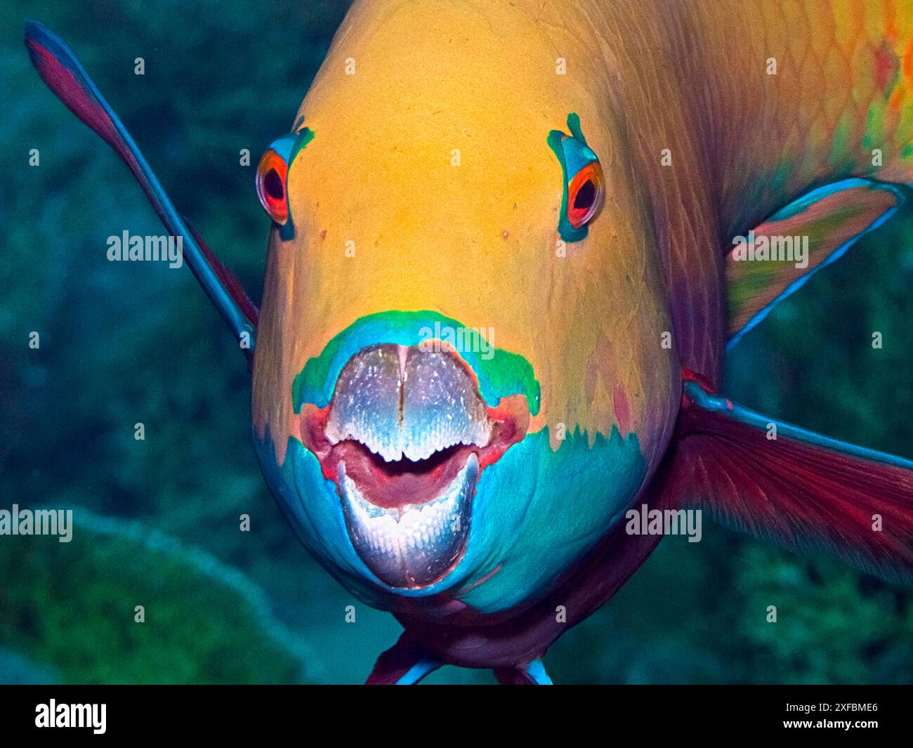 Close-up of wonderfully colorful parrotfish (Chlorurus gibbus ...
