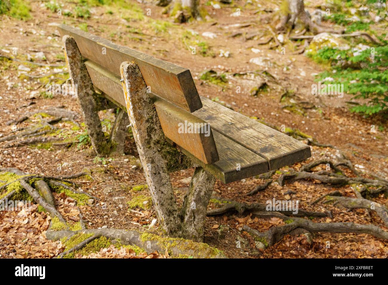 A wooden park bench stands on a natural resting place in the forest ...