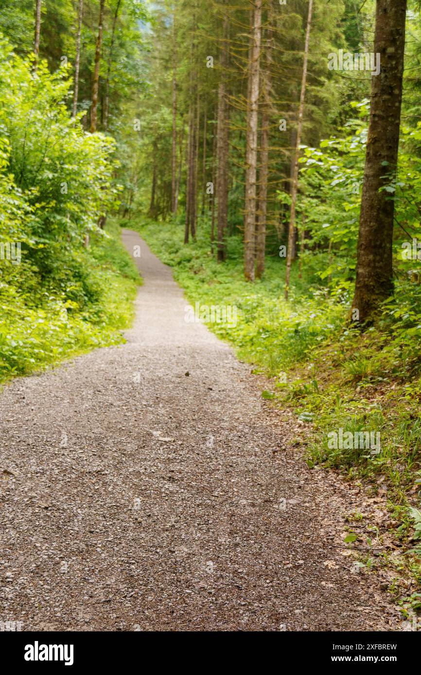 A quiet path leads through a dense green forest, gosau, alps, austria ...