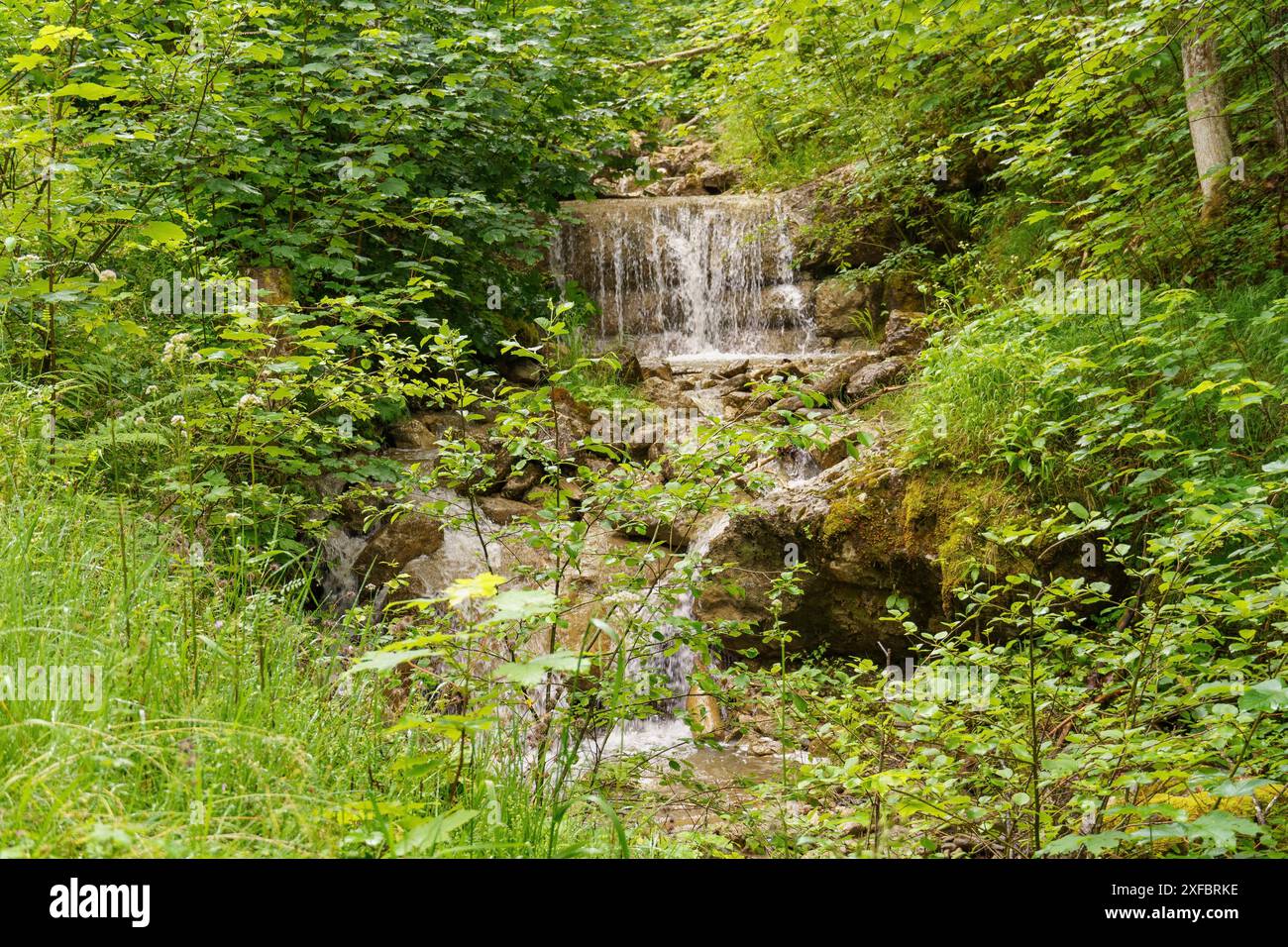 Small waterfall flows over rocks in a lush, green forest, gosau, alps ...
