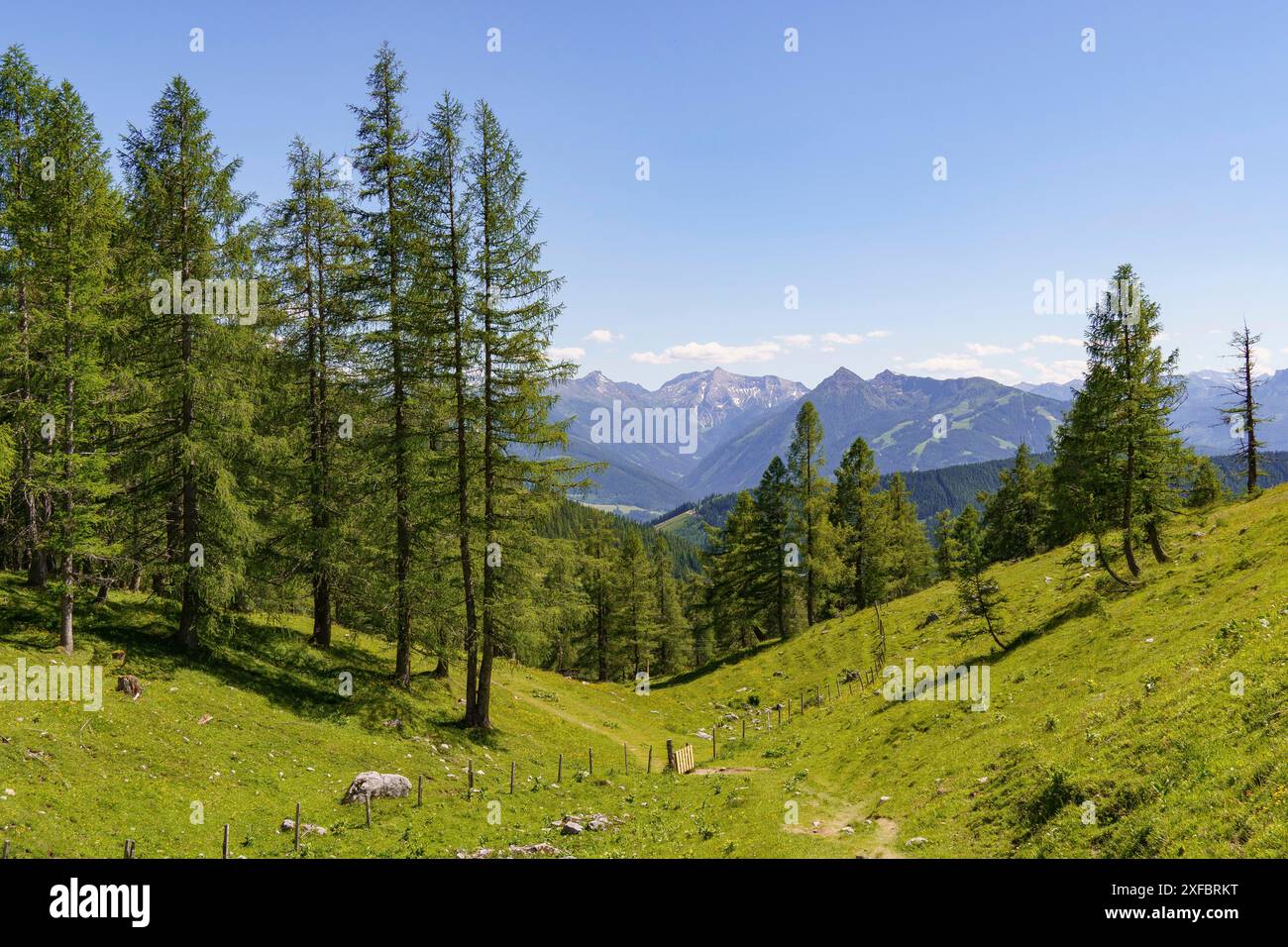 Picturesque forest landscape with tall trees and views of mountain ...