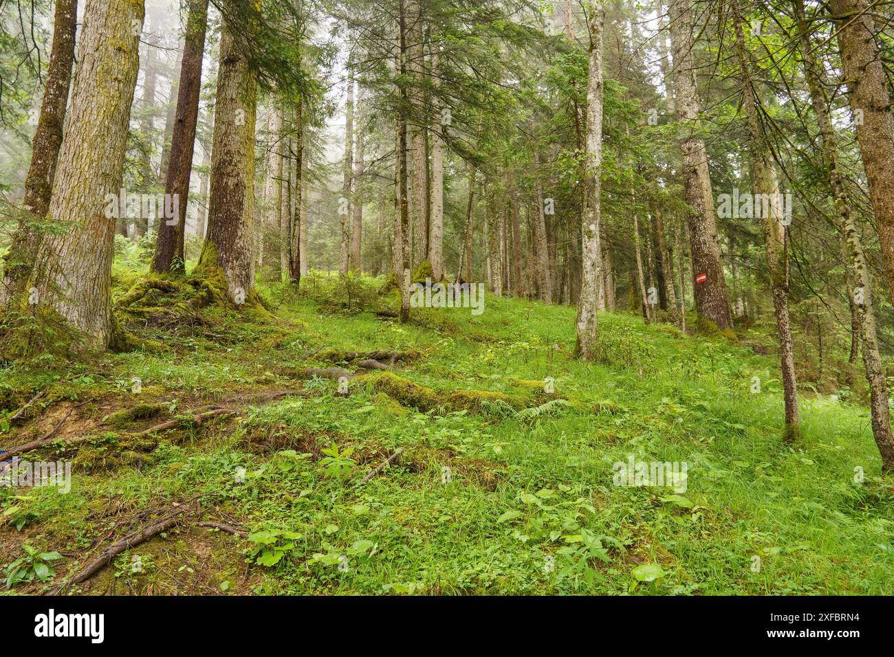 Moss-covered forest landscape with dense trees and green ground, gosau ...