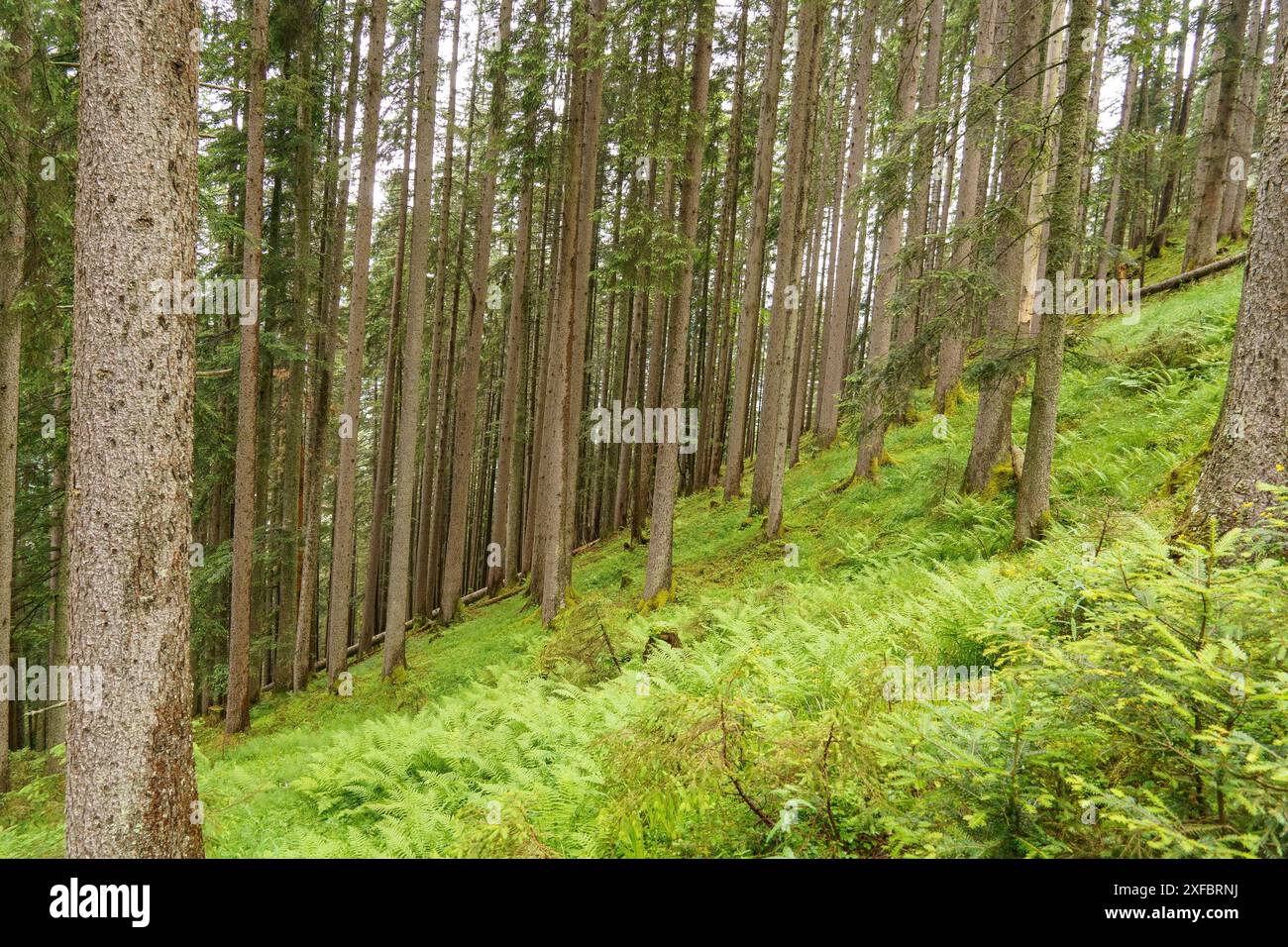 Forest with tall trees and green ferns on a slope, gosau, alps, austria ...
