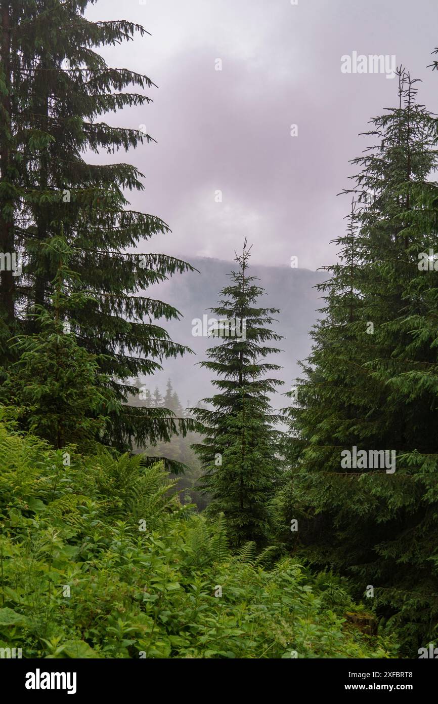 Forest covered cloudy mountainscape hi-res stock photography and images ...