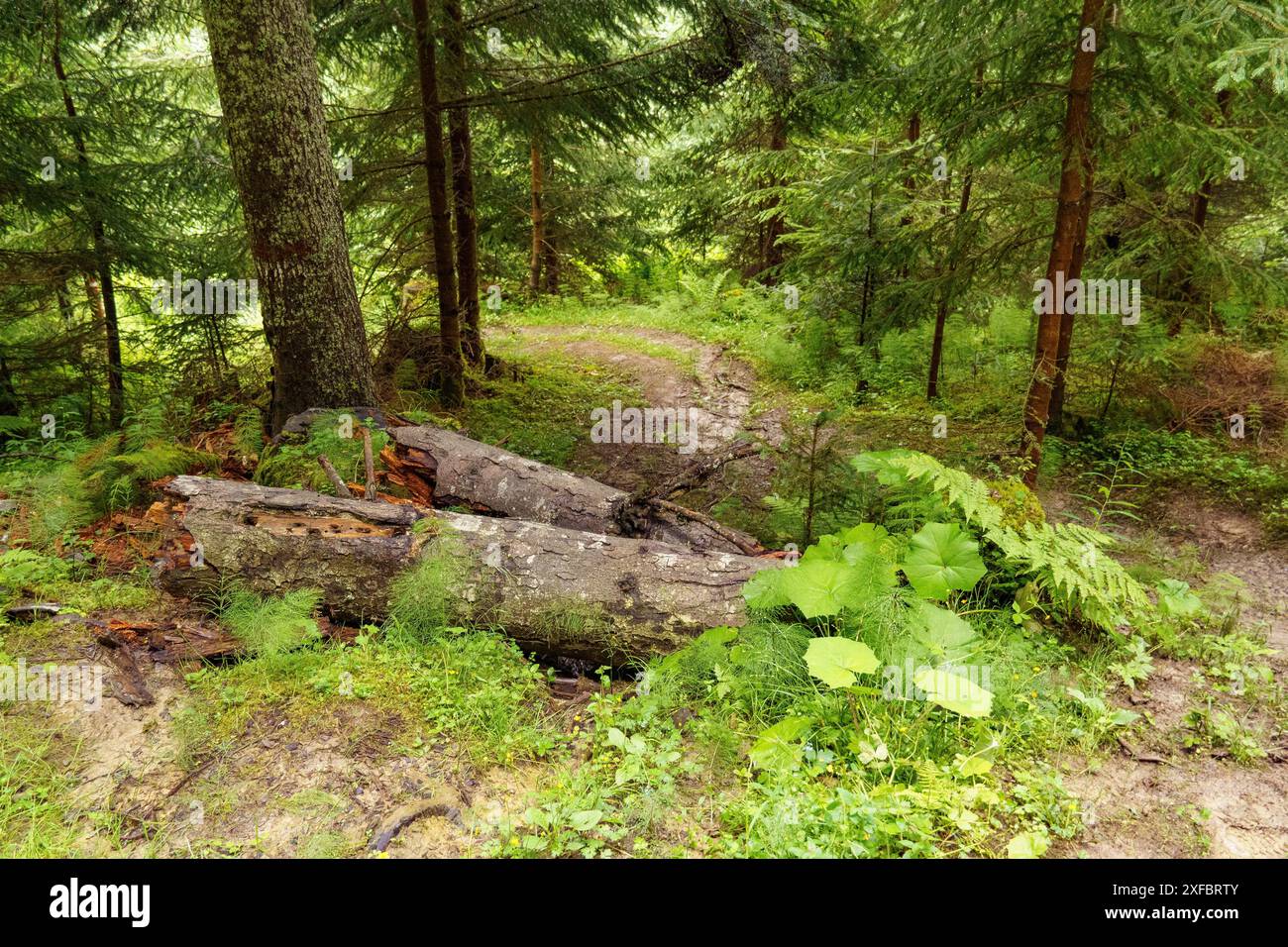 Forest path with fallen tree trunks and dense vegetation, gosau, alps ...