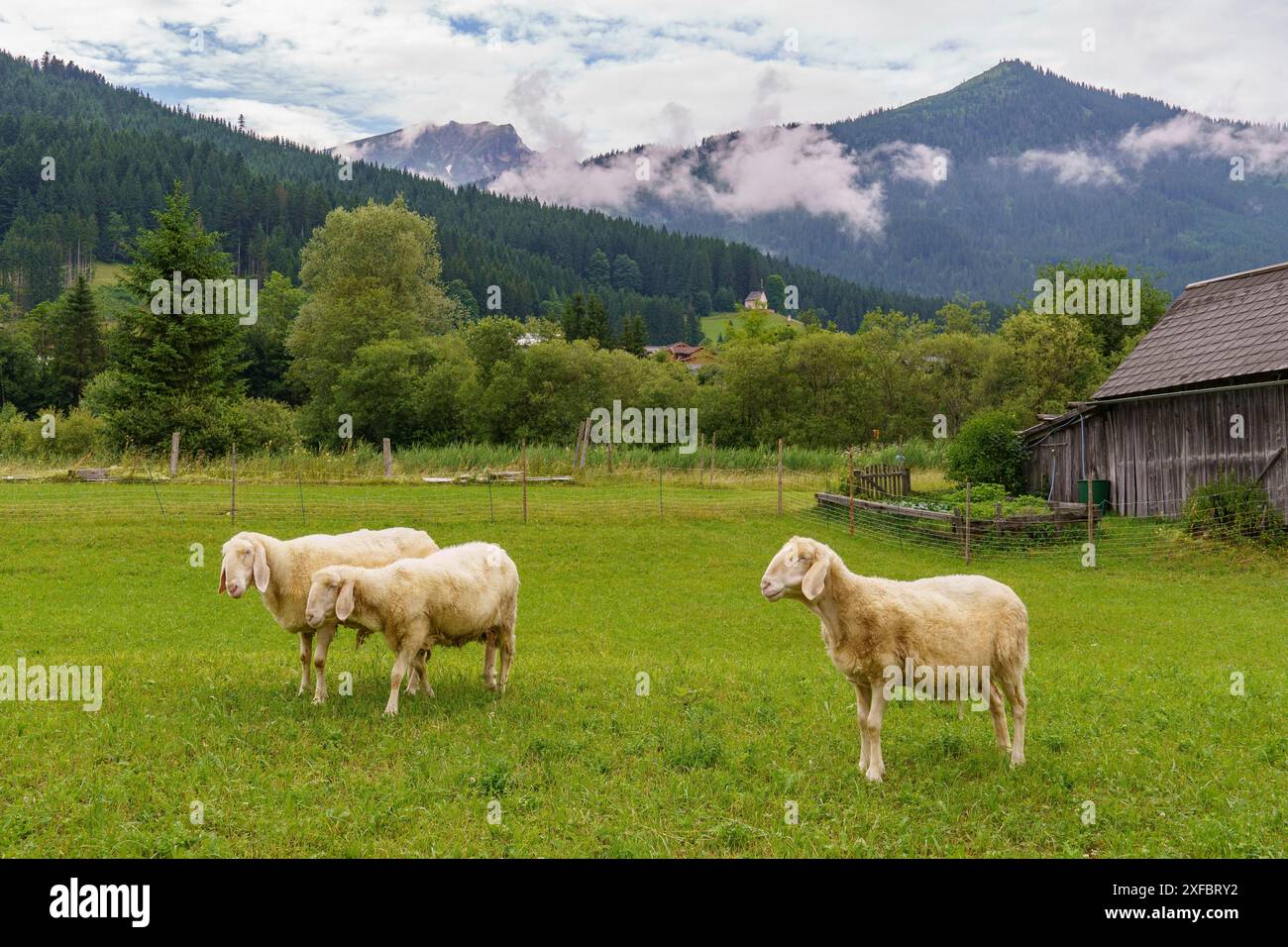 Three sheep grazing on a green pasture with mountains and farm ...