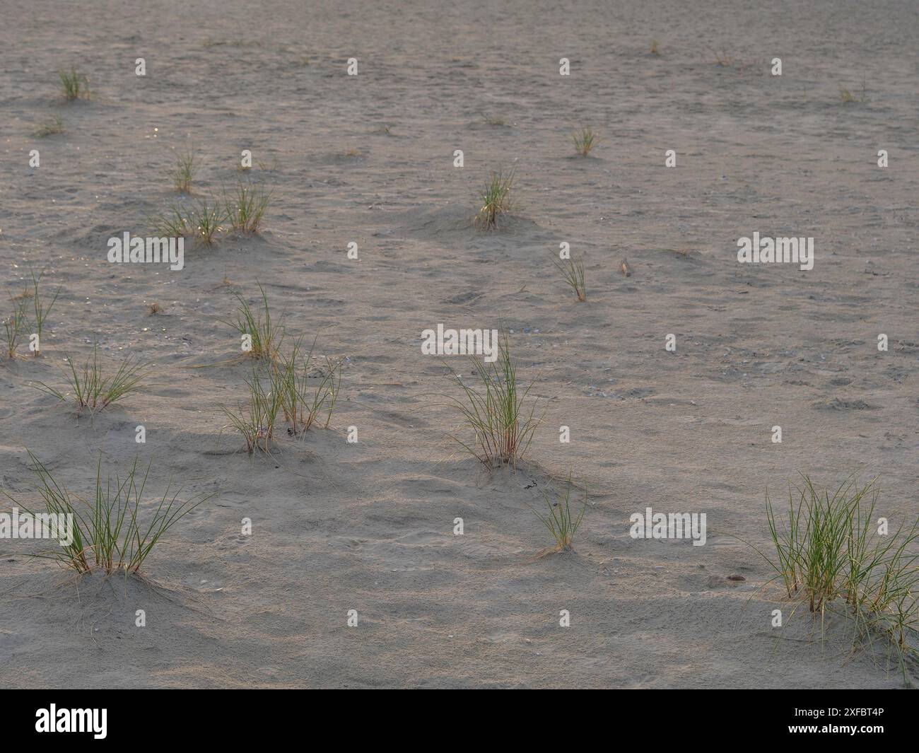 Minimalist view of sandy ground with scattered small tufts of grass ...