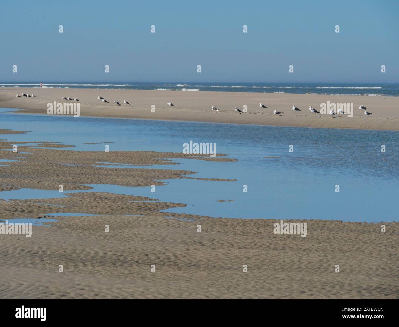 Birds rest peacefully on the beach, surrounded by calm water and sand ...