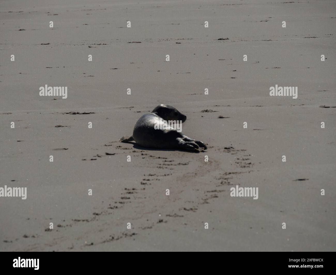 Animal tracks on a beach hi-res stock photography and images - Alamy