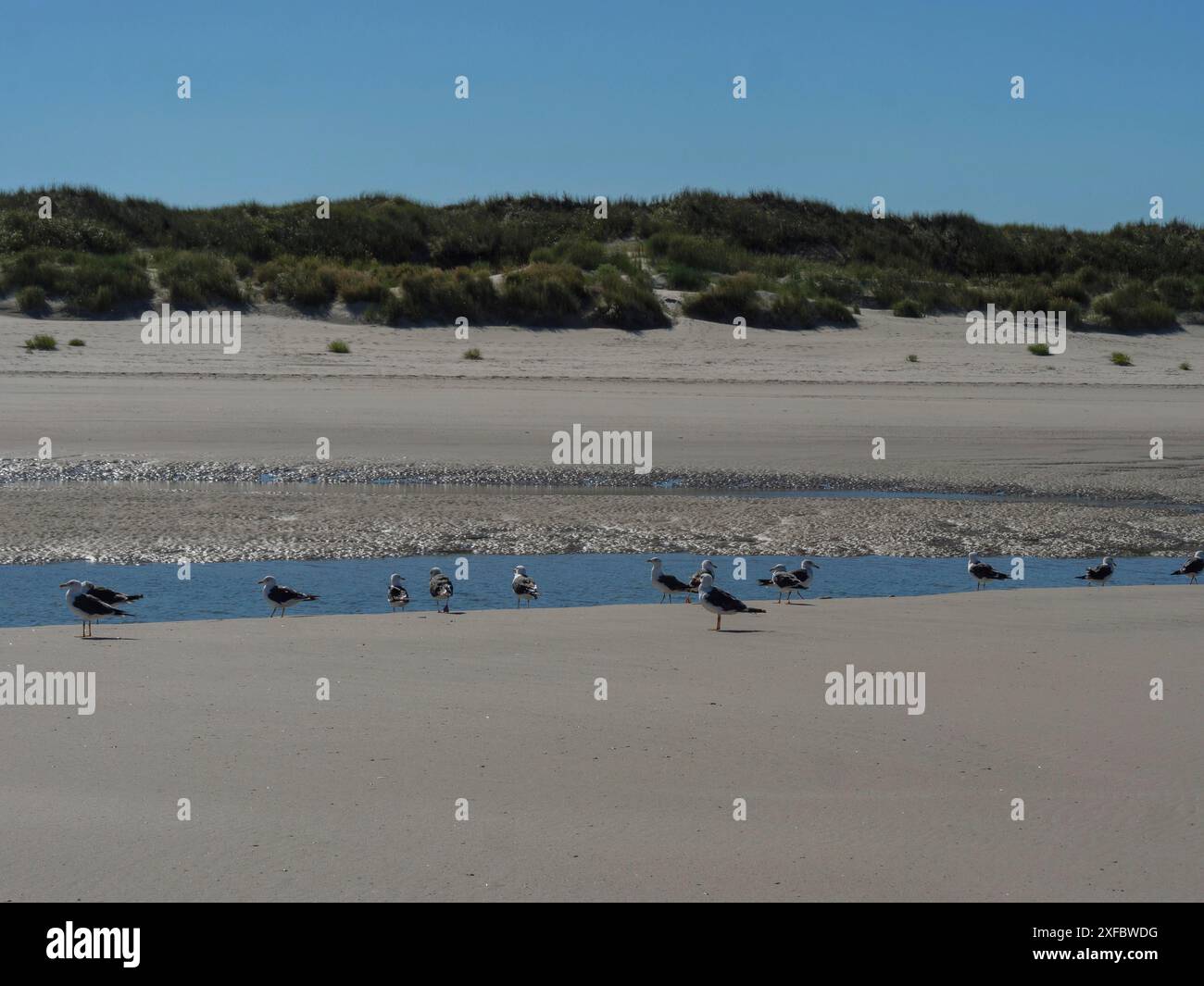 Several birds stand along a shallow water area on a sandy beach with a ...