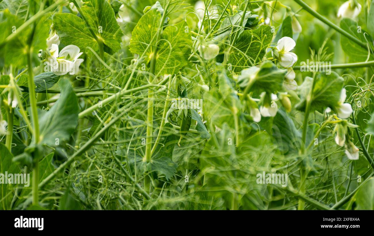 landscape with pea field, agricultural concept, plants for fodder ...