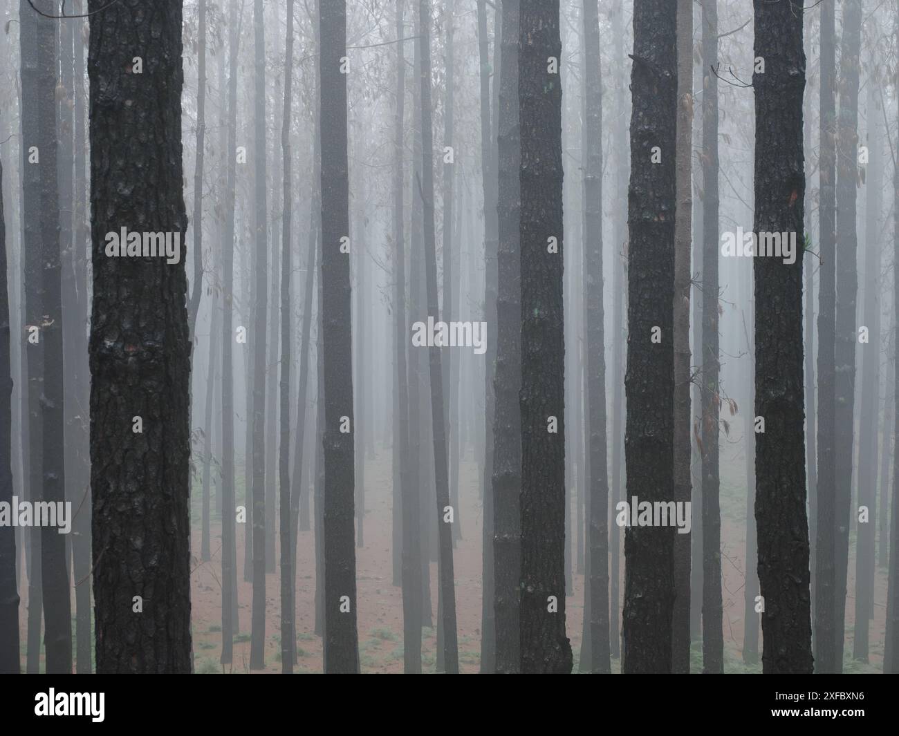 Foggy forest scene with towering trees and a mystical atmosphere ...