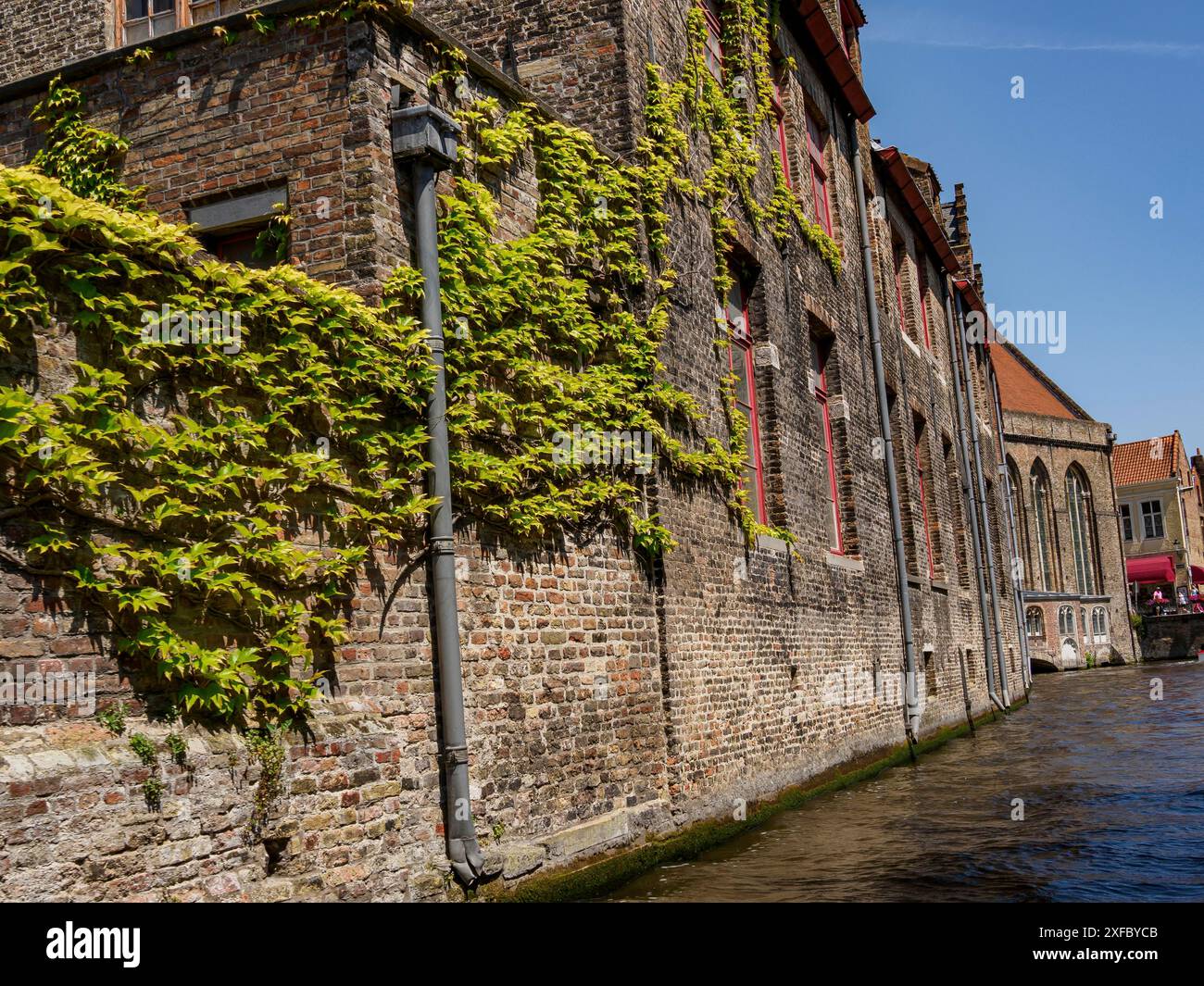 An old brick building overgrown with ivy with windows along a canal ...