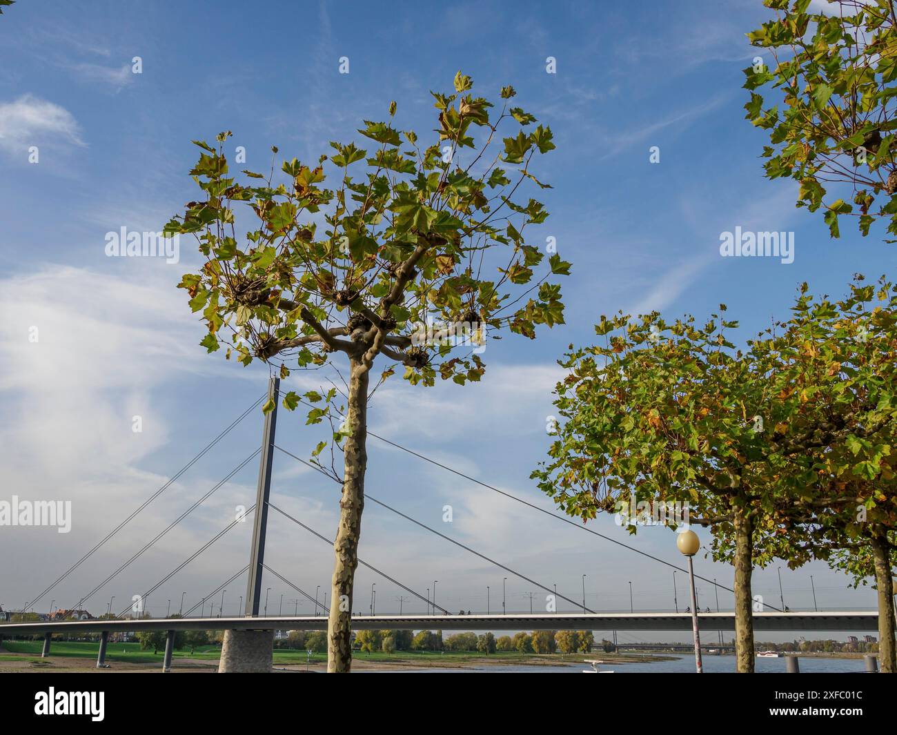 Manicured trees along a river with a modern bridge section and blue sky ...