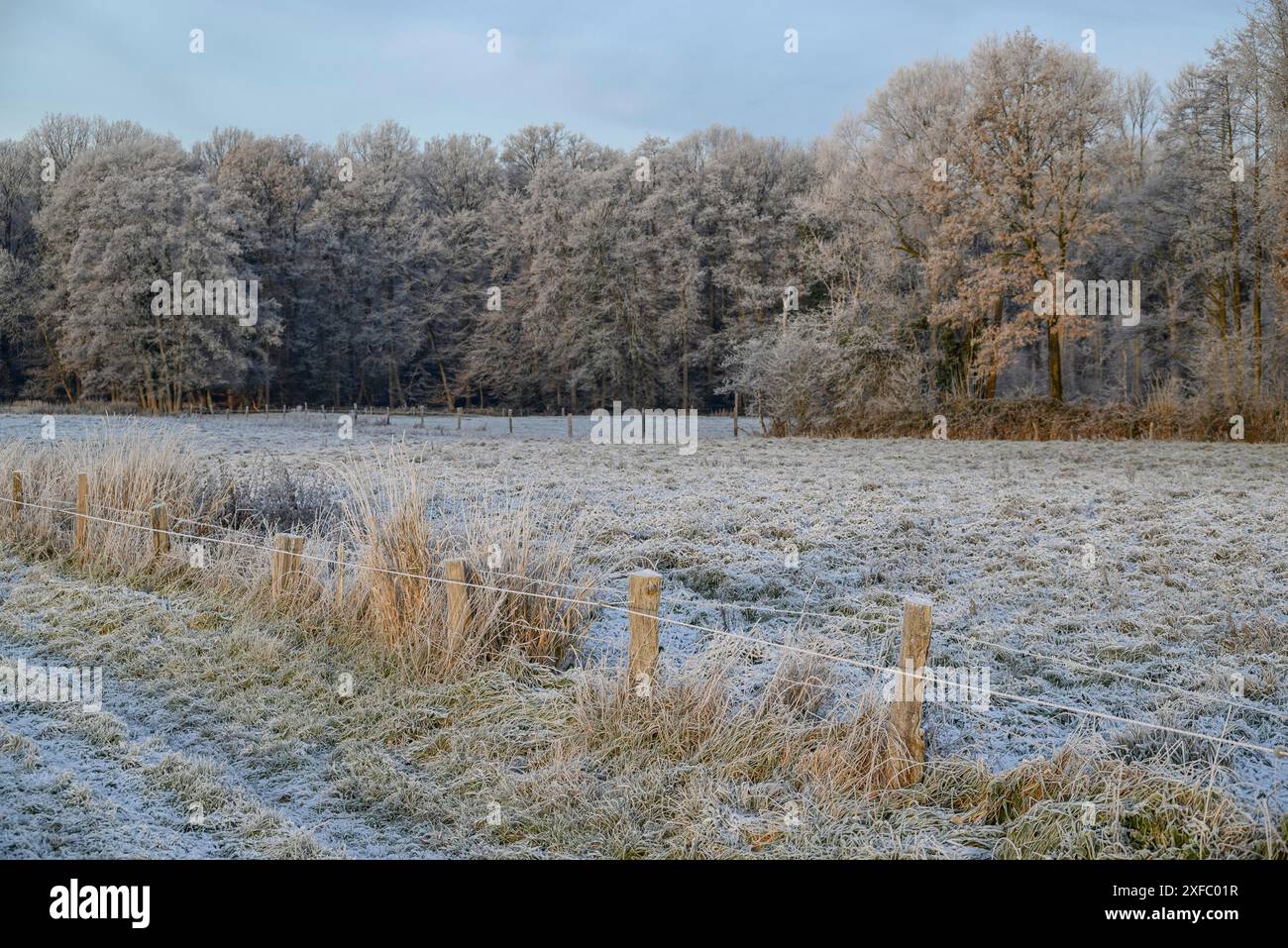 Icy forest ground hi-res stock photography and images - Alamy
