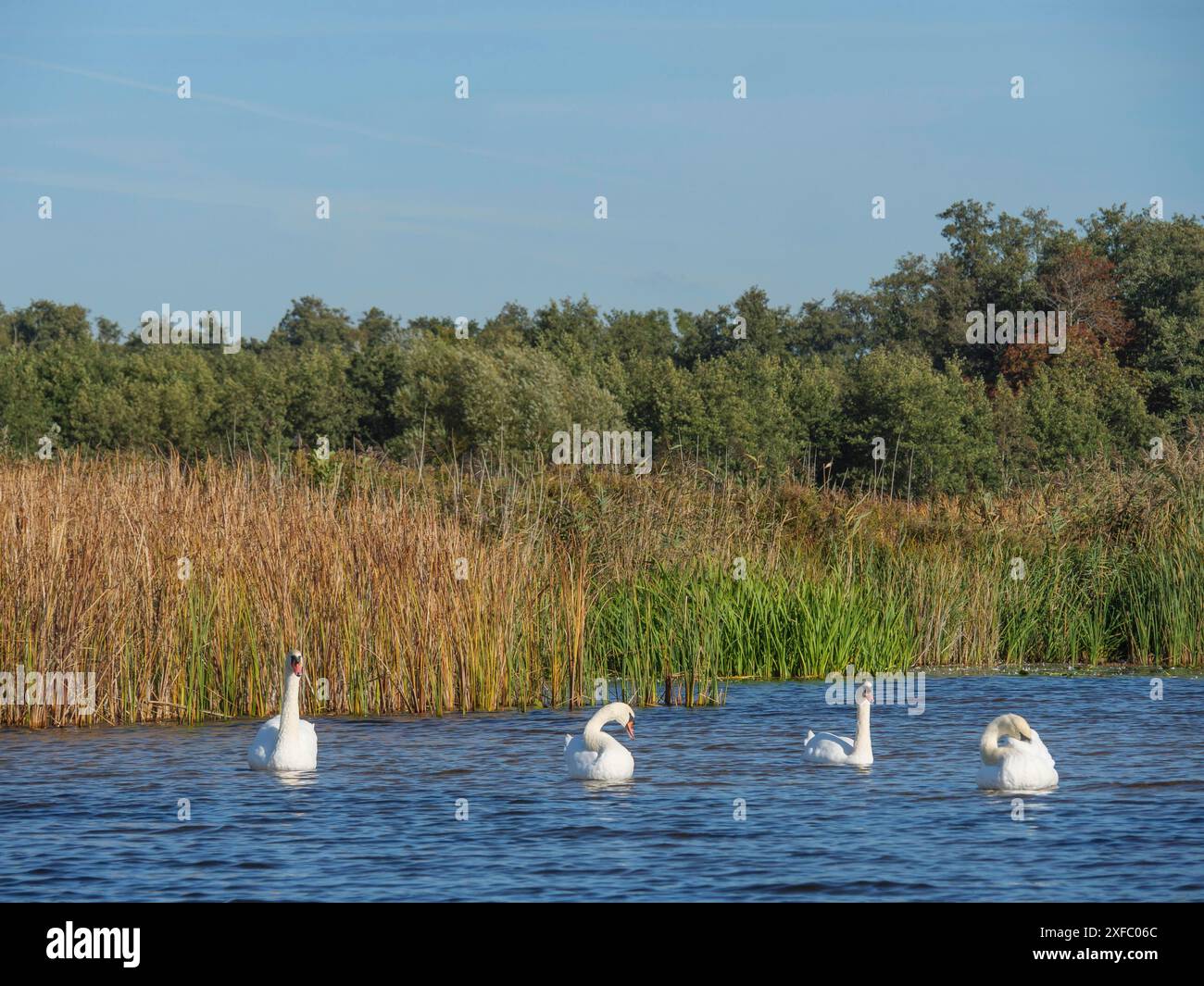 Four swans in different positions on a calm river with reed banks in ...