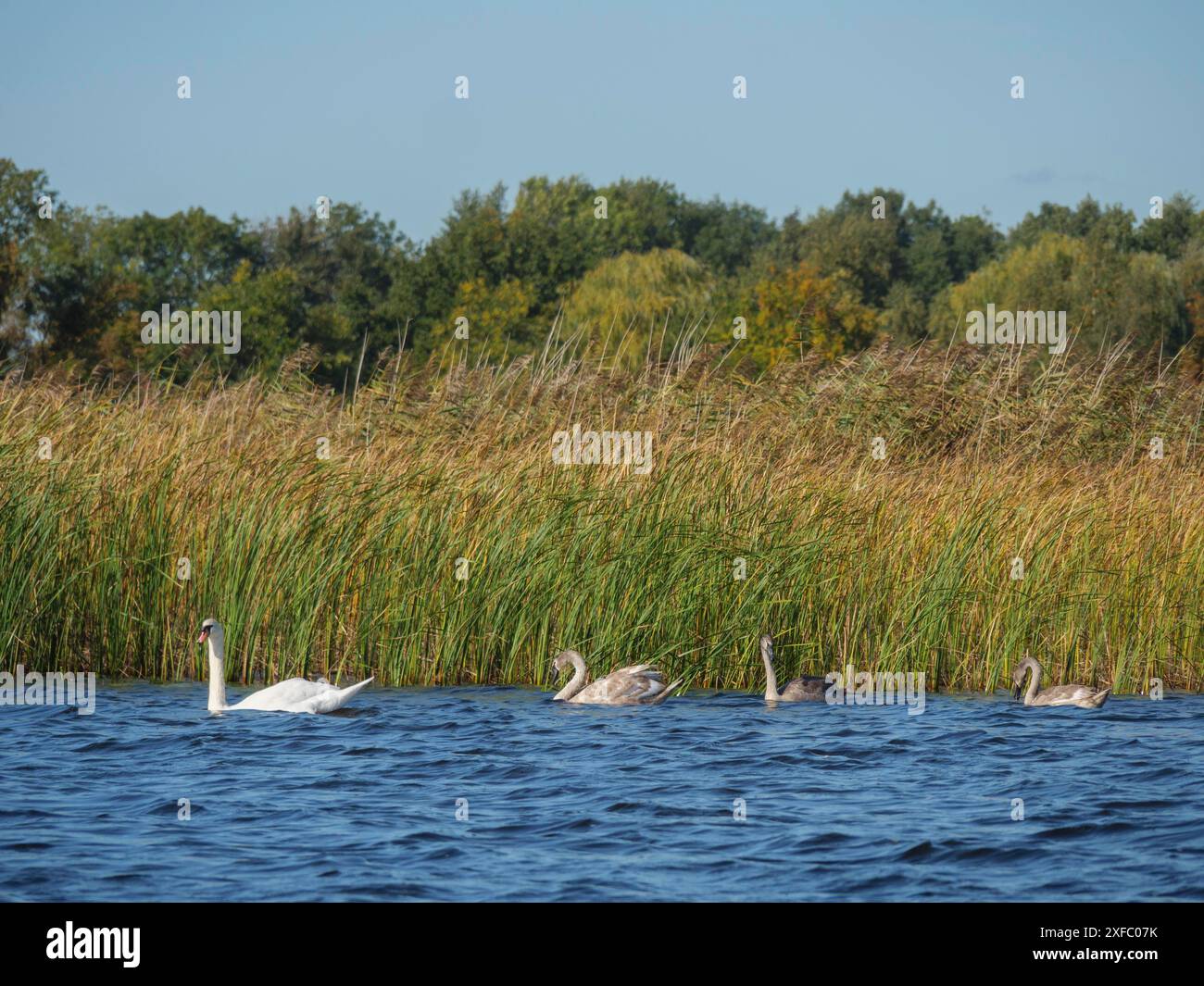 Swans swim in a row in the water, along the high reeds, with a wooded ...