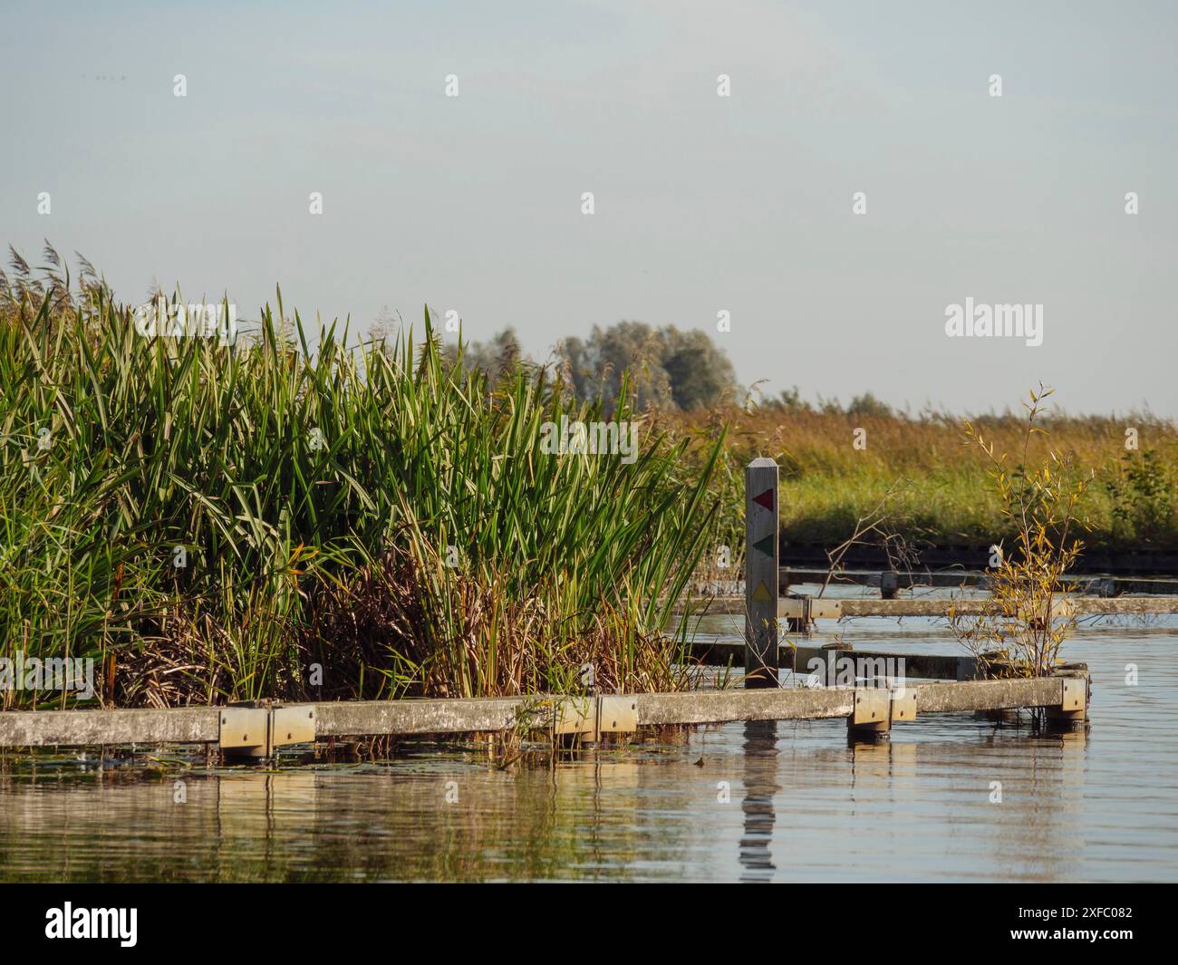Reeds and riverside plants growing on a quiet canal under a blue sky ...