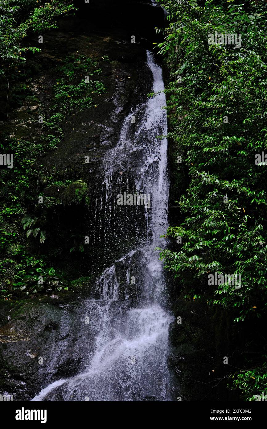 waterfall in the woods. Waterfall in the forest. Beautiful waterfall in ...