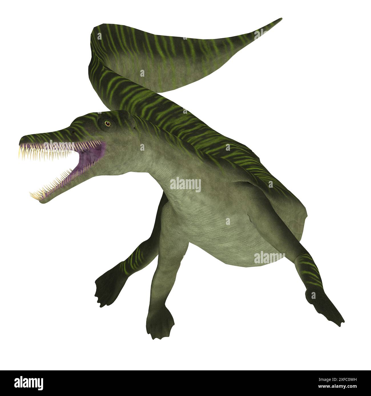 Mesosaurus was a carnivorous marine reptile that lived in the seas of ...