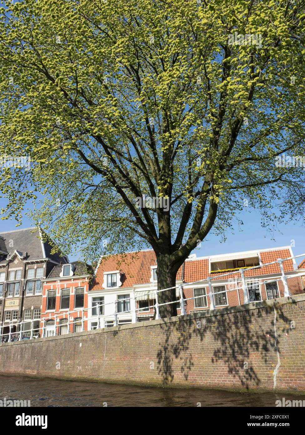 Large tree on the riverbank with houses in the background under a clear ...