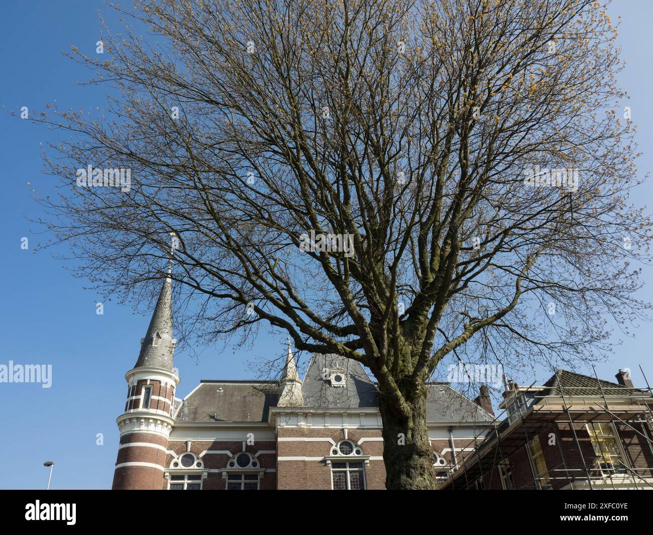 Large tree in front of an old building with towers and pointed roofs on ...