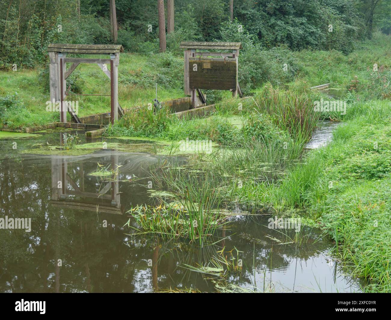 Small pond with bridge structure and surrounded by lush vegetation ...