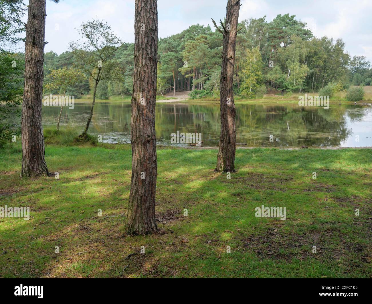A quiet pond in the forest, surrounded by tall trees and green grass ...