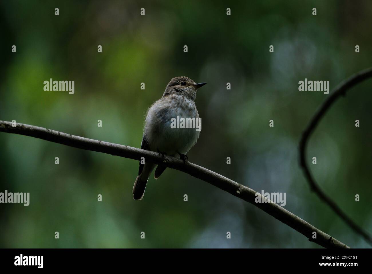 Small flycatcher hi-res stock photography and images - Alamy