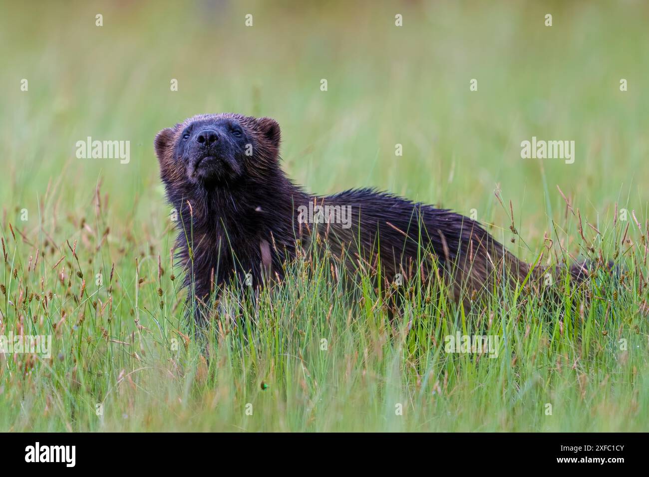 Wolverine in the swamp of Finnish taiga Stock Photo - Alamy
