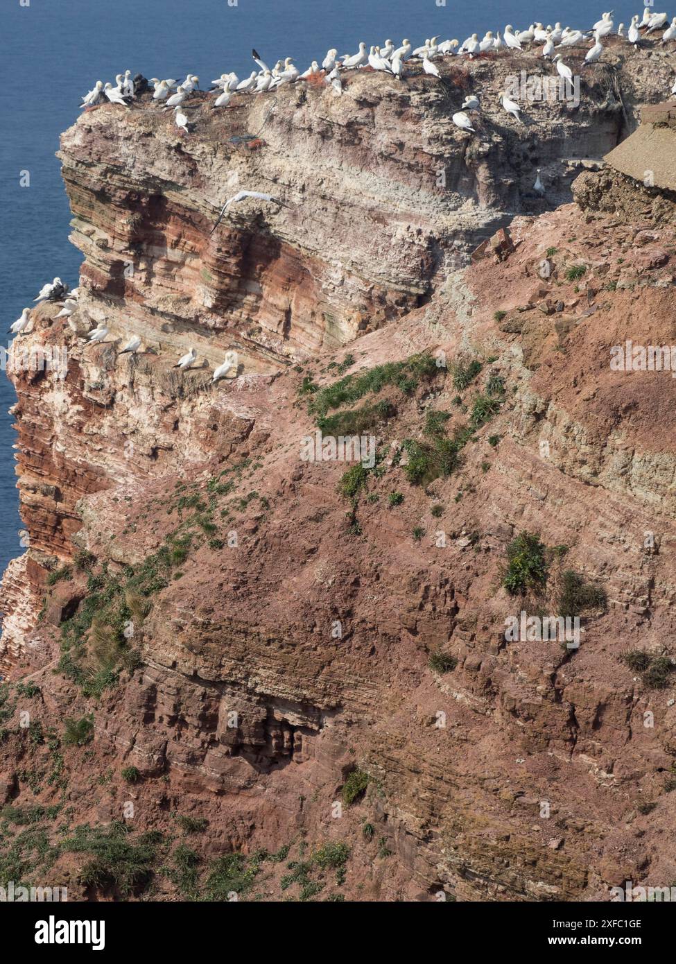 Steep cliff face full of birds with a view of the sea and blue sky ...
