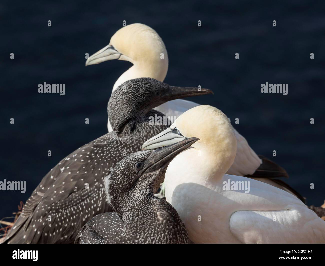 Four birds, black and white and white bird in close-up, dark background ...