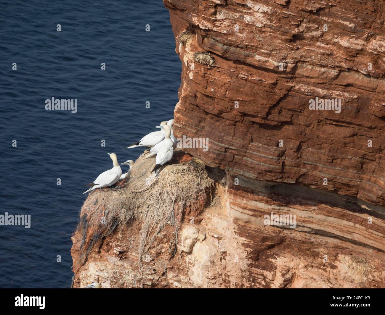Birds sitting on nests on a steep rock face with the sea in the ...